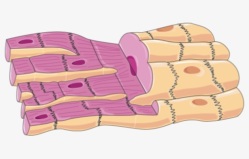 Cardiac Cells Servier Medical - Cardiac Muscle Cell , Free Transparent ...