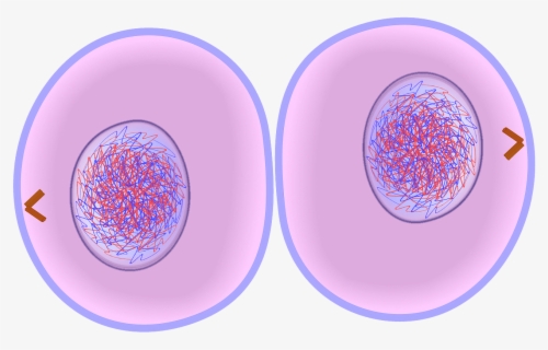 Mitosis And Cytokinesis Transparent , Free Transparent Clipart - ClipartKey
