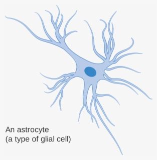Glial Cells , Free Transparent Clipart - ClipartKey