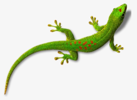 Free Gecko Clip Art with No Background - ClipartKey
