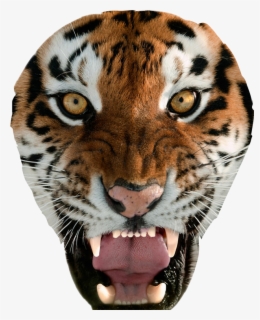 Tiger Face Png Transparent Background - Tiger Head No Background , Free ...