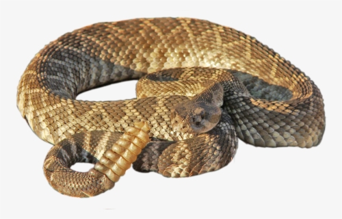 "rattly The Rattlesnake - Rattly Donkey Kong , Free Transparent Clipart ...