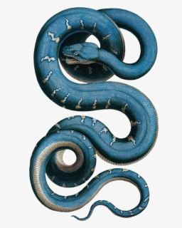 Snake Sticker , Free Transparent Clipart - ClipartKey