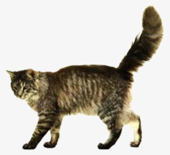 Walking Cat Png Clip Art - Transparent Background Cats Png , Free ...