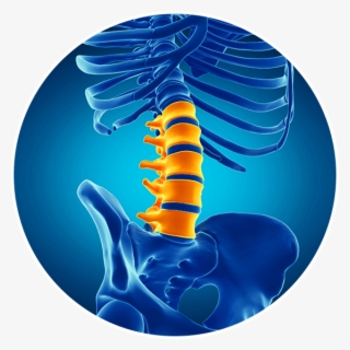 Lower Back Pain In Lumbar Spine - Circle , Free Transparent Clipart ...