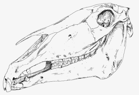 Sso Skeleton Horse , Free Transparent Clipart - ClipartKey