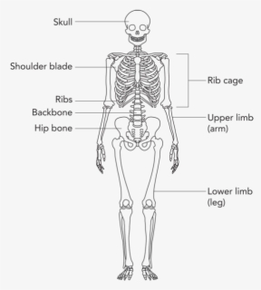 Simple Bone Diagram - Human Skeleton Grade 4 , Free Transparent Clipart ...