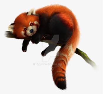 Free Red Panda Clip Art with No Background - ClipartKey