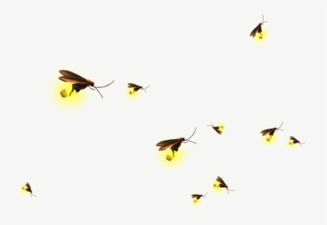 Clip Art Material Transprent Png Free Download - Transparent Firefly ...