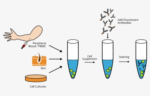 Red Cell Suspension Preparation , Free Transparent Clipart - ClipartKey