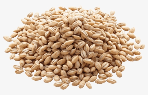 Barley Grain Png File , Free Transparent Clipart - ClipartKey