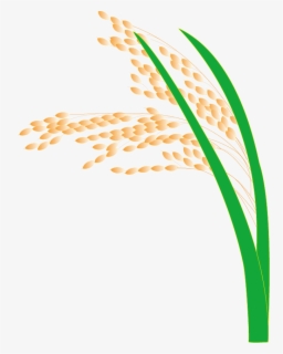 Clip Art Rice Png - Transparent Rice Grains Png , Free Transparent ...