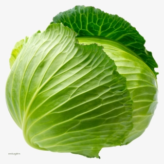 Free Cabbage Clip Art with No Background - ClipartKey