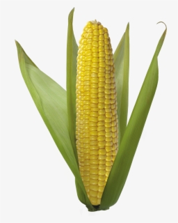Transparent Corn Stalk Png - Corn Transparent Background , Free ...