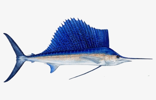 Transparent Free Clipart Of Fish - Transparent Background Fish Fin ...