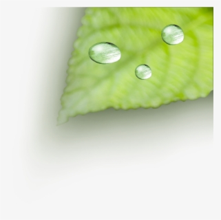 Dew Drop Clipart Wate - Raindrop Clip Art , Free Transparent Clipart ...