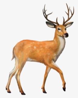 Deer Transparent Background , Free Transparent Clipart - ClipartKey