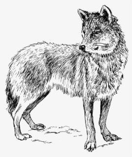 Line Art,wildlife,monochrome Photography - Wolf Drawing Transparent ...