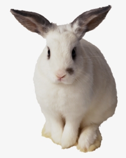 Transparent Rabbits Clipart - Rabbit With Transparent Background , Free ...