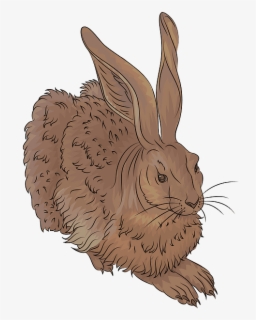 Free Rabbit Clip Art with No Background - ClipartKey