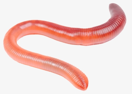 Earthworm Worm Png - Cartoon Worm Transparent Background , Free Transparent Clipart - ClipartKey