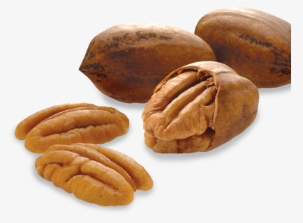 Acorn Nut Tree Free Picture - Animated Nuts , Free Transparent Clipart ...