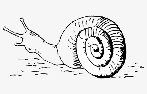 Text,monochrome,line Art - Snail Clip Art , Free Transparent Clipart ...