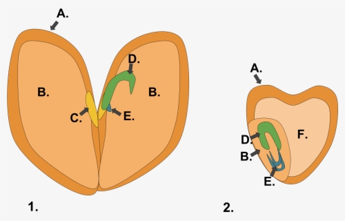 Dicotyledon , Free Transparent Clipart - ClipartKey
