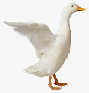 Duck Clipart Side View - White Duck Png , Free Transparent Clipart ...