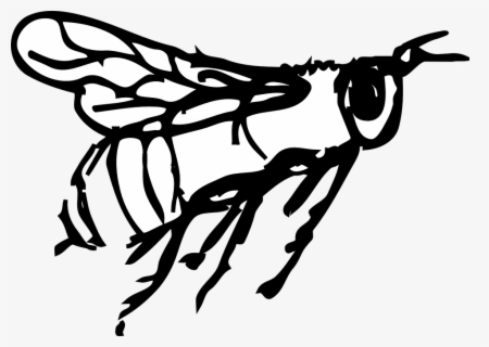 Clipart Bee Path - Australian Native Bee Drawing , Free Transparent ...
