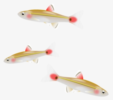 Smallfish Clipart , Free Transparent Clipart - ClipartKey