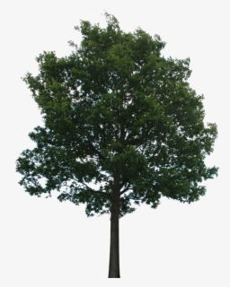 Free Tree Transparent Background Clip Art with No Background - ClipartKey