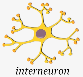 Neuron-interneuron - Interneuron Clipart , Free Transparent Clipart ...