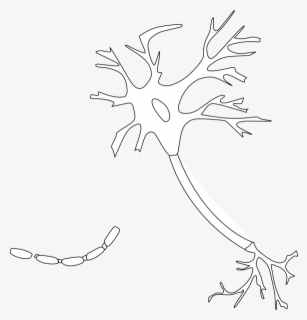 Transparent Neurons Png - Illustration , Free Transparent Clipart ...