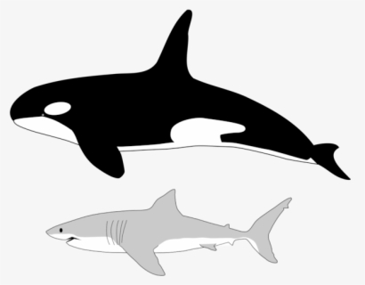 Transparent Killer Whale Png - Orca Human Size Comparison , Free ...