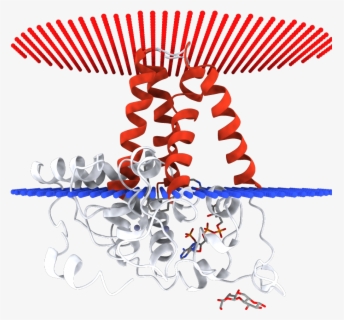 Lipid Png , Free Transparent Clipart - ClipartKey
