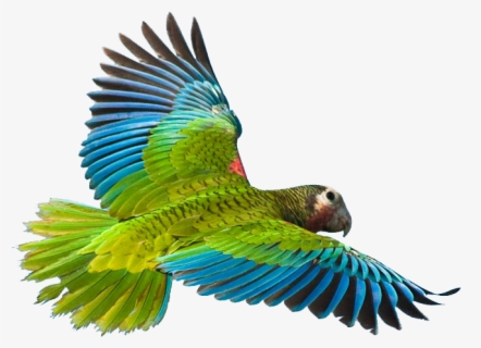 Flying Red Parrot Png - Parrot Flying Png , Free Transparent Clipart ...
