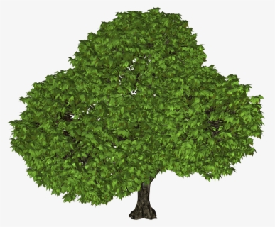 Png Gallery Images With - Black Walnut Tree , Free Transparent Clipart ...