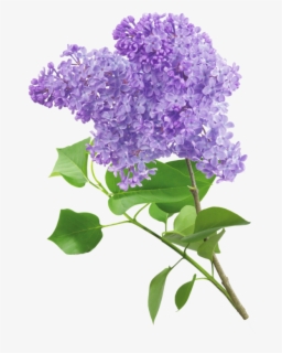 Free Lilac Clip Art with No Background - ClipartKey