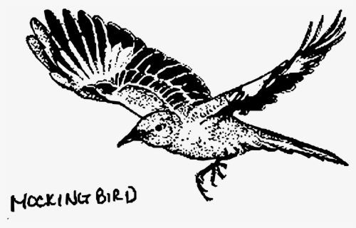 Transparent Mockingbird Png - Northern Mockingbird Png , Free ...