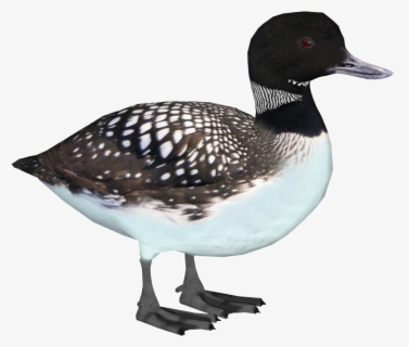 Common Loon - Loon , Free Transparent Clipart - ClipartKey