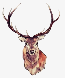Dear Drawing Face Transparent Png Clipart Free Download - Stag Drawing ...