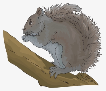 Gray Squirrel Clipart Transparent Background - Squirrel Clip Art Free ...