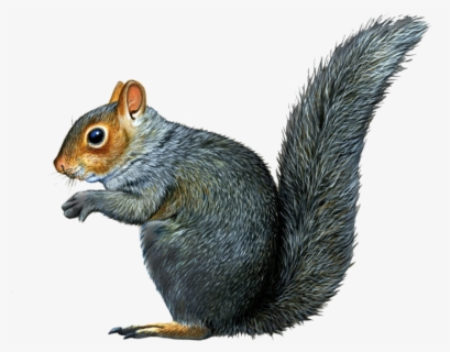 Free Squirrel Clipart - Gray Squirrel Clip Art , Free Transparent ...