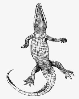 How To Draw Alligator - Buwaya Drawing , Free Transparent Clipart ...
