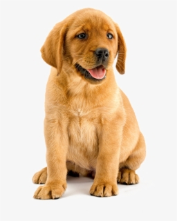 Labrador Transparent Background - Transparent Background Lab Puppy Png ...