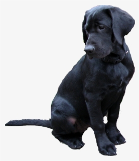 Transparent Black Lab Puppy Clipart - Cute Puppies Black Lab , Free ...