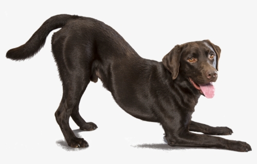 Labrador Transparent Background - Transparent Background Lab Puppy Png ...