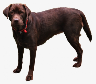 Chocolate Lab Png Images Transparent Png - Dog Png For Photoshop , Free ...