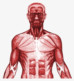 Skeleton Clipart Musculoskeletal System - Human Muscular System ...